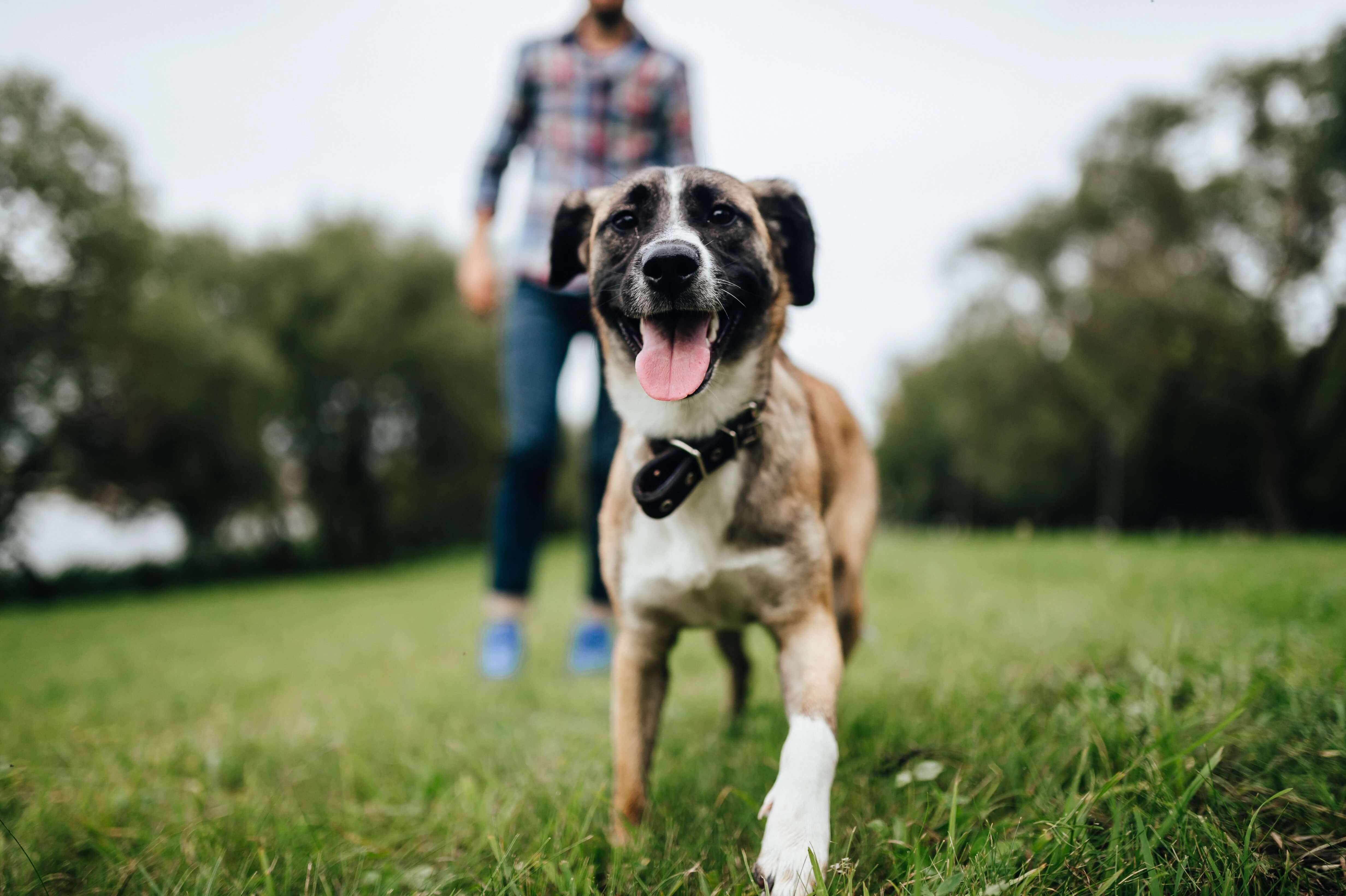 Dog Training Words And Tones EDog Australia dog-training-words-and-tones-edog-australia