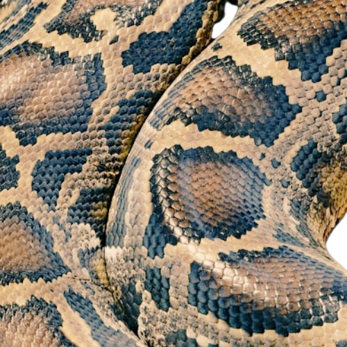 Slither Away Snake Repellers - eDog Australia